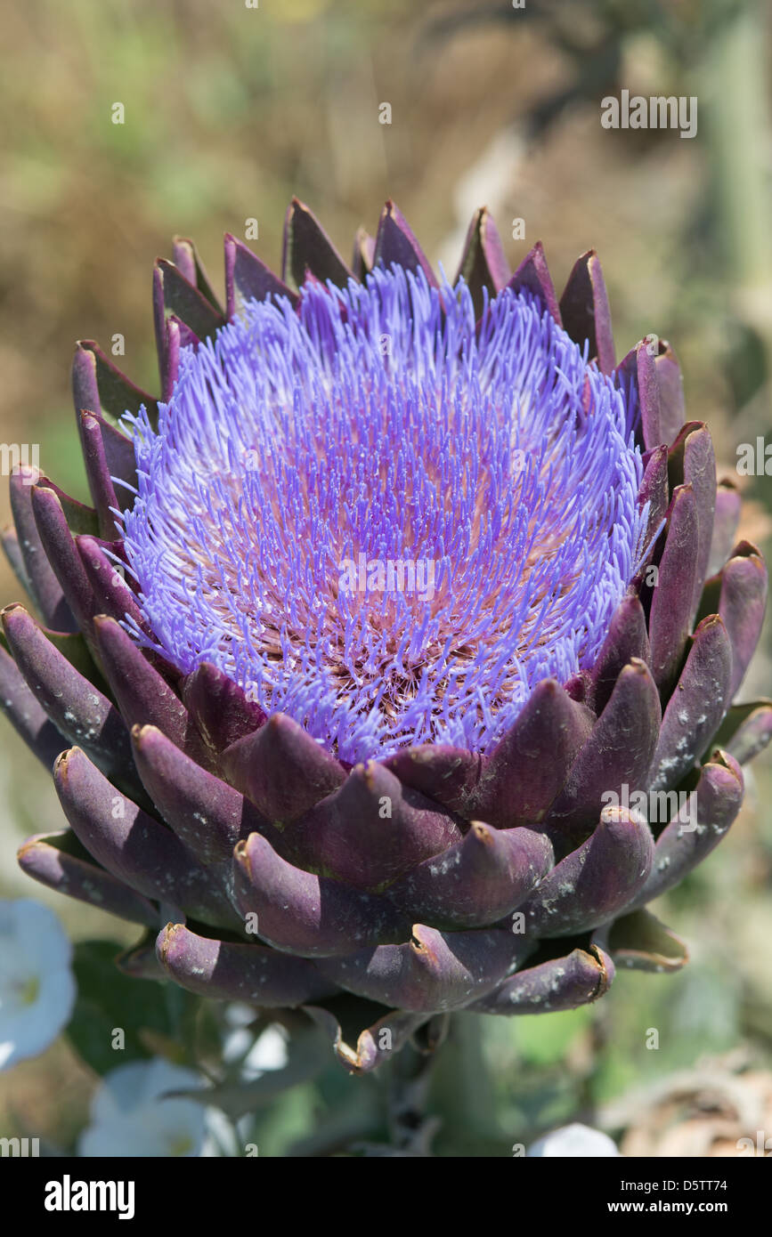Flower farming chile hi-res stock photography and images - Alamy