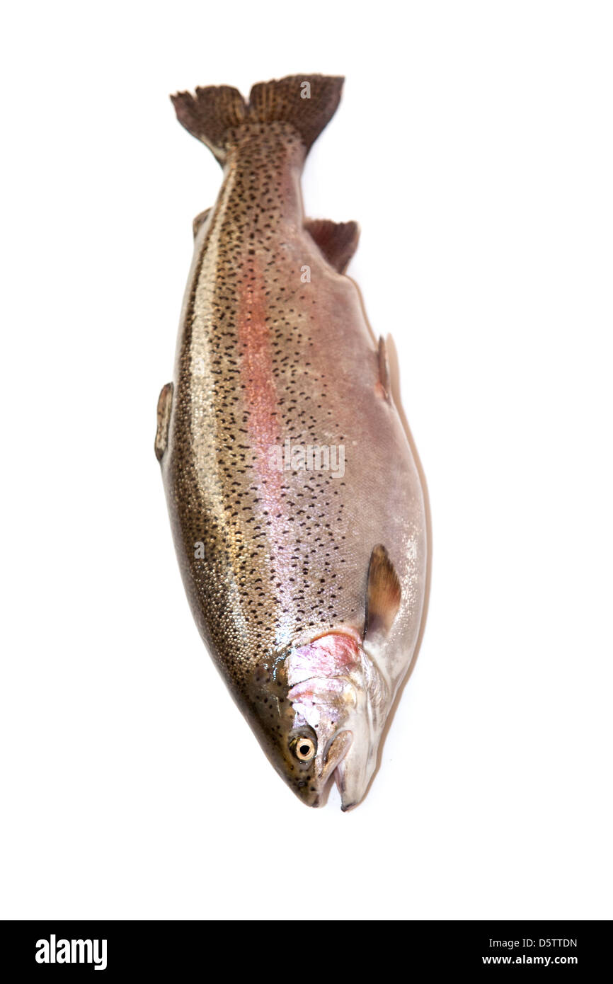 Large 6lb 10oz (3kg) Rainbow trout fish isolated on a white studio ...