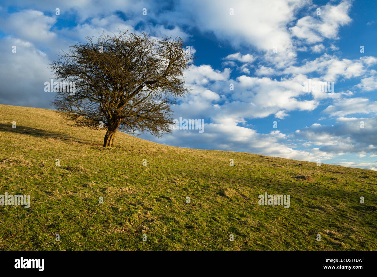 A solitary Hawthorn tree bathed in golden winter sunshine on the slopes ...