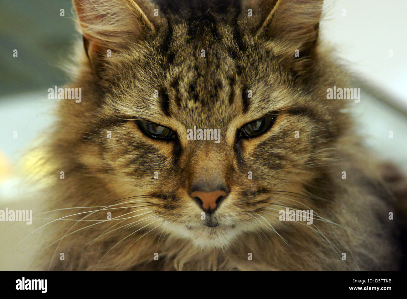 Cute Cat kitten face eyes whiskers hair nose ears Stock Photo - Alamy