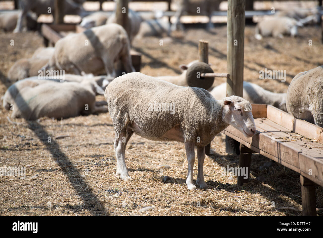 Flock of sheep on a farm in Rancagua, Chile Stock Photo - Alamy