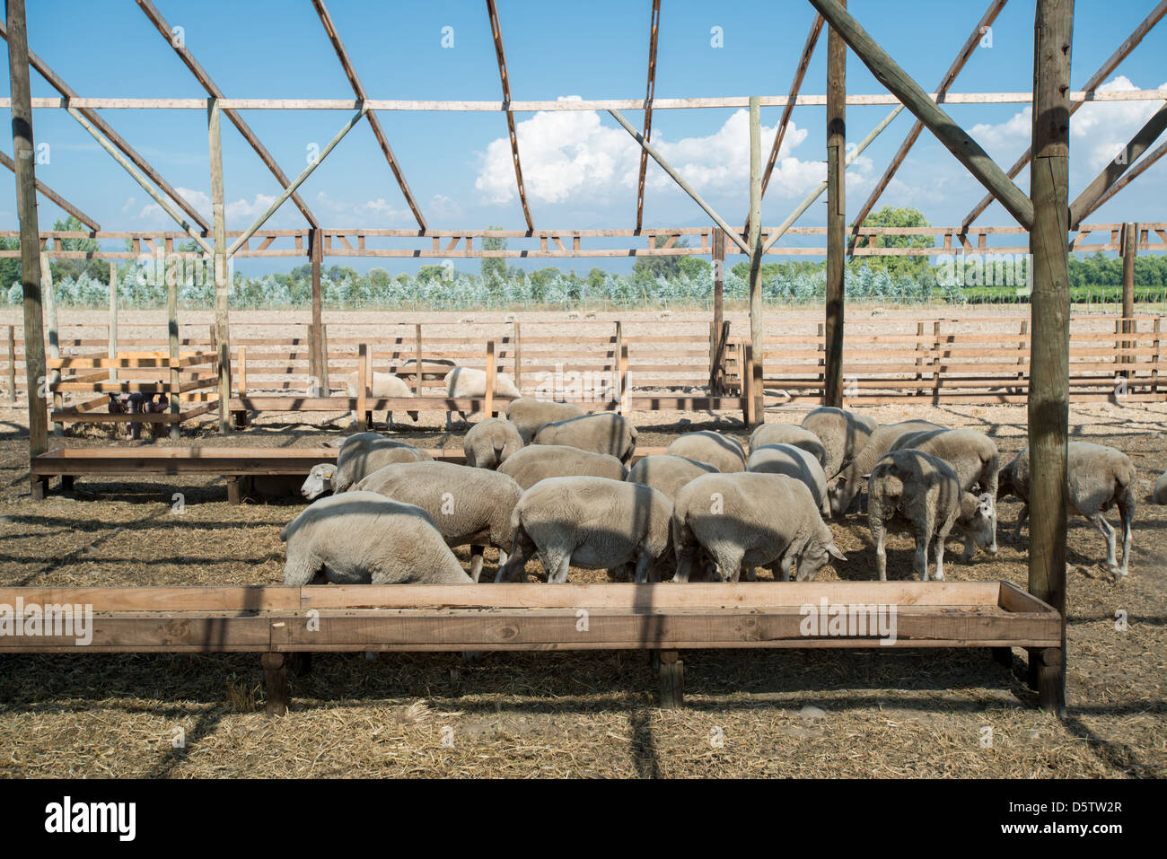Sheep farming meat production hi-res stock photography and images - Alamy