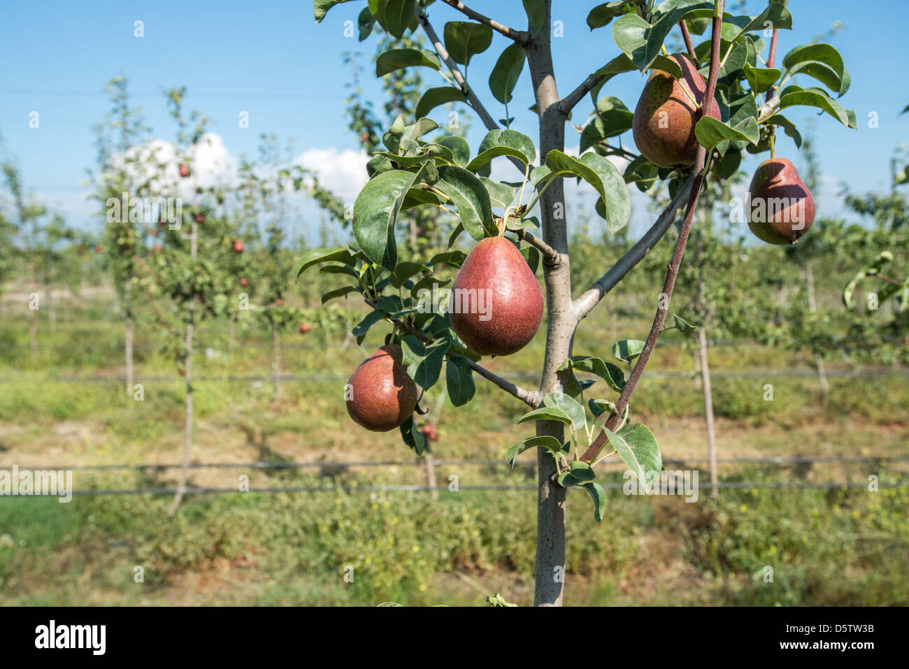 Fruit growing on a tree in an orchard in Rancagua, Chile Stock Photo ...
