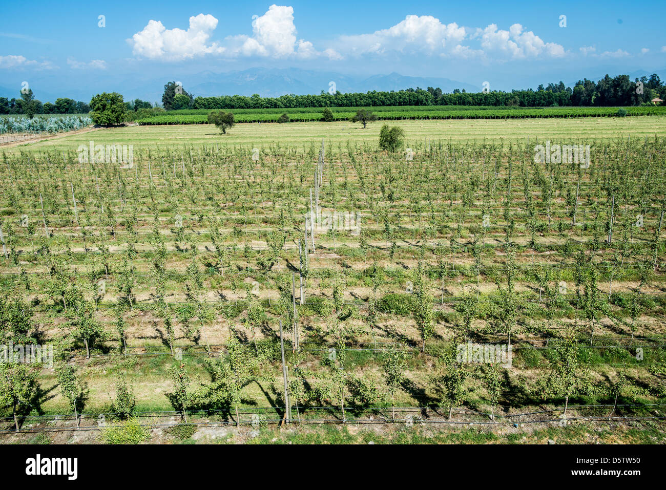 Fruit growing on a tree in an orchard in Rancagua, Chile Stock Photo ...