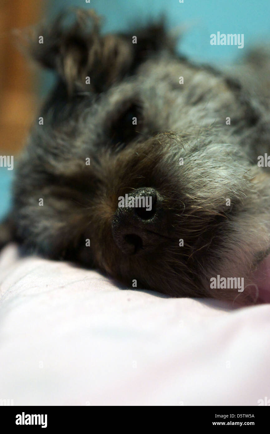 Nose and ears hi-res stock photography and images - Alamy