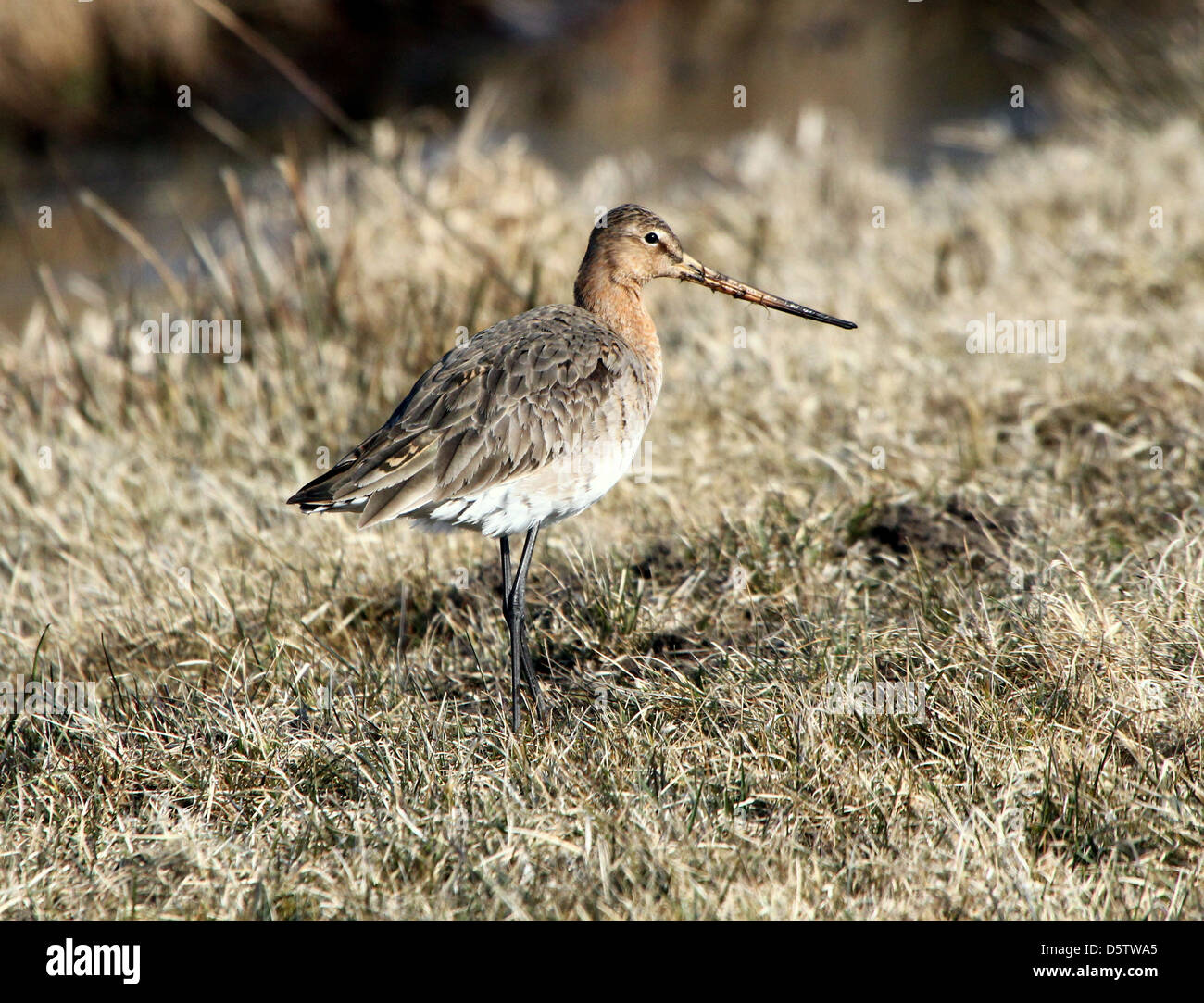 Black-tailed Godwit (Limosa limosa) foraging in a meadow Stock Photo ...