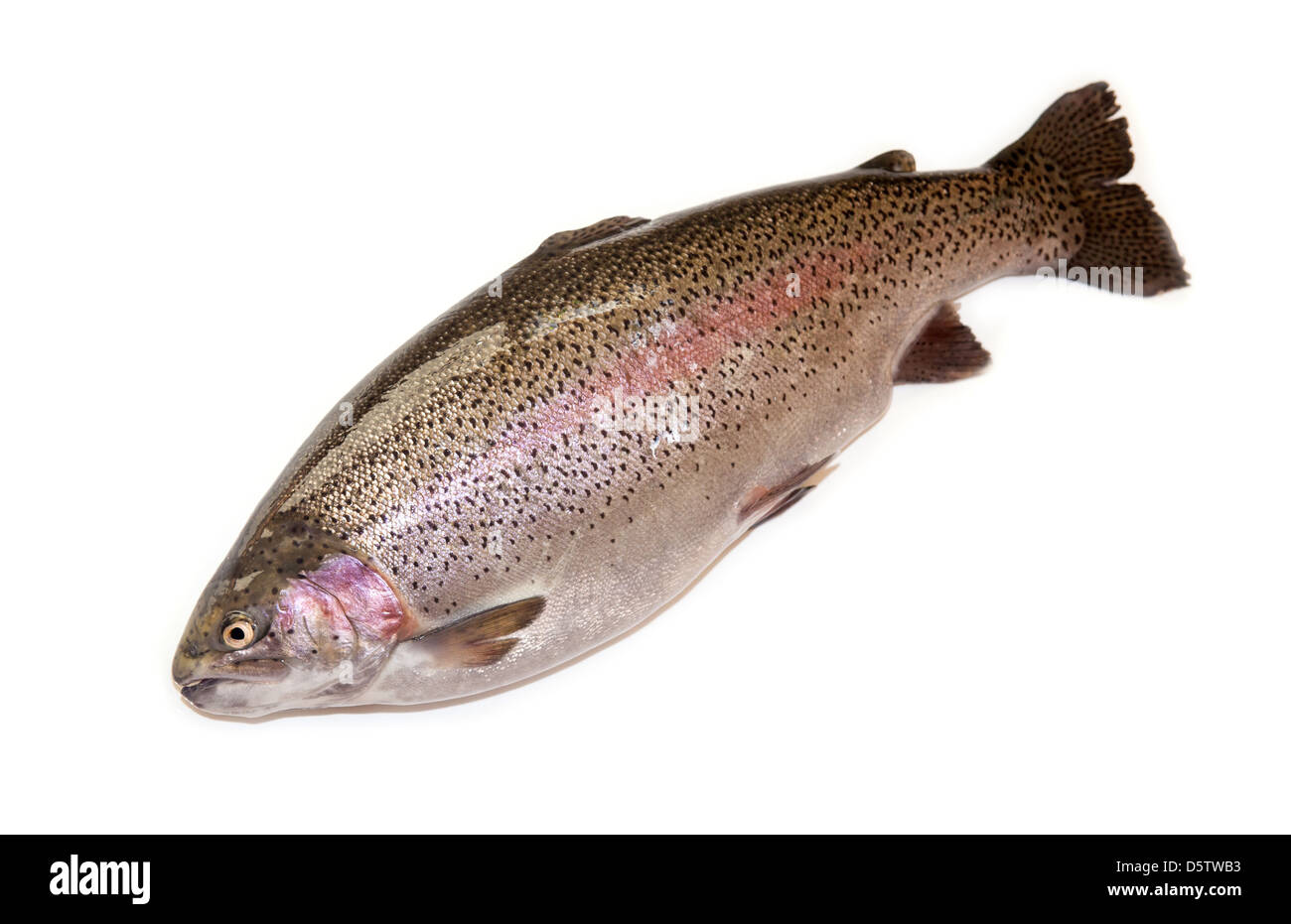 Large 6lb 10oz (3kg) Rainbow trout fish isolated on a white studio ...