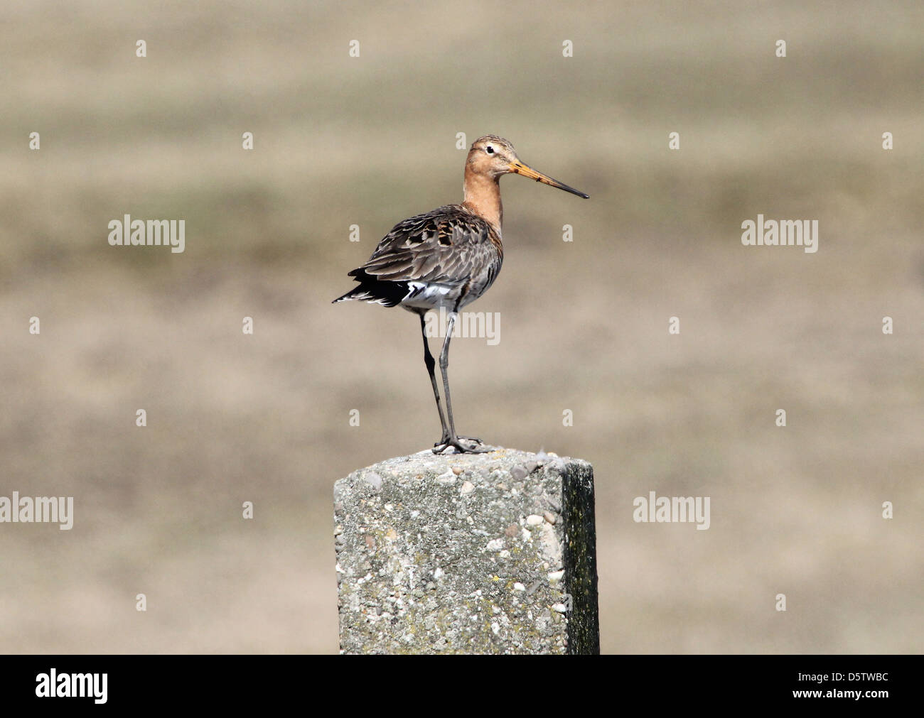 Black-tailed Godwit (Limosa limosa) posing on a concrete pole Stock ...