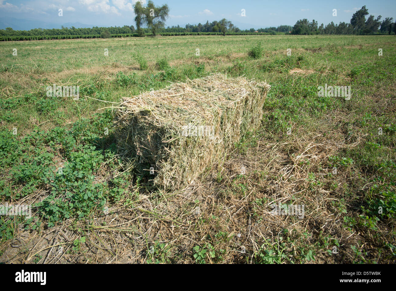 Bale of hay sitting in the field for livestock grazing on a farm ...