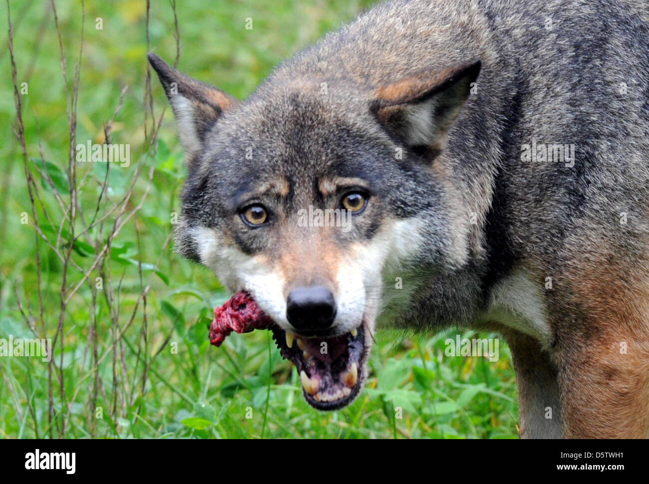 Wolf Lena eats in her new enclosure at the wilderness park in Eekholt ...