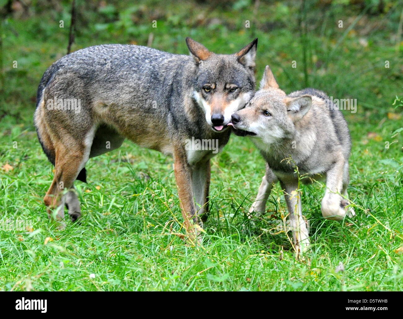 Four-month old wolf pups Janosch (R) runs with adoptive mother Lena in ...