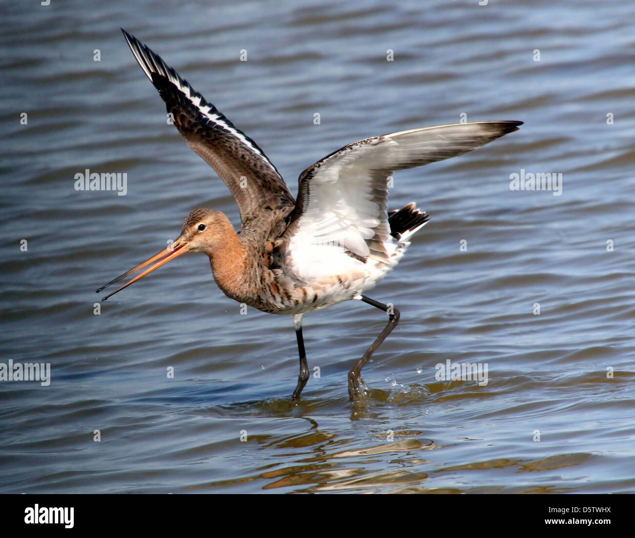Black-tailed Godwit (Limosa limosa) with wings spread foraging in the ...