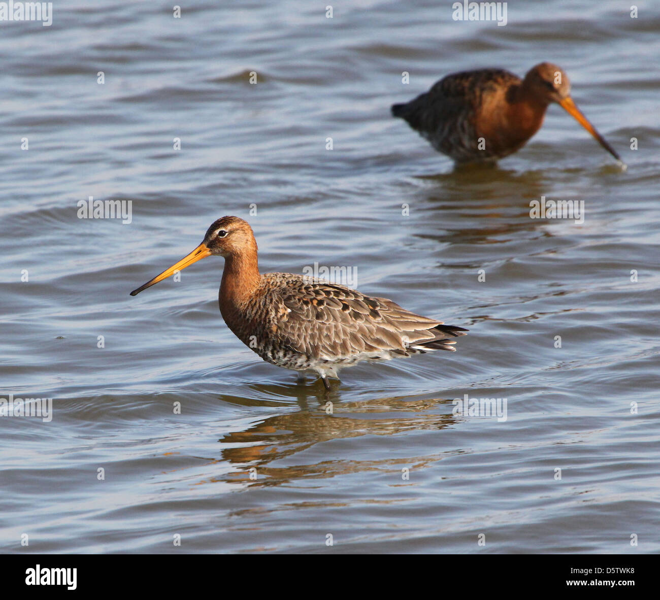 Black-tailed Godwit (Limosa limosa) foraging in the water near the ...