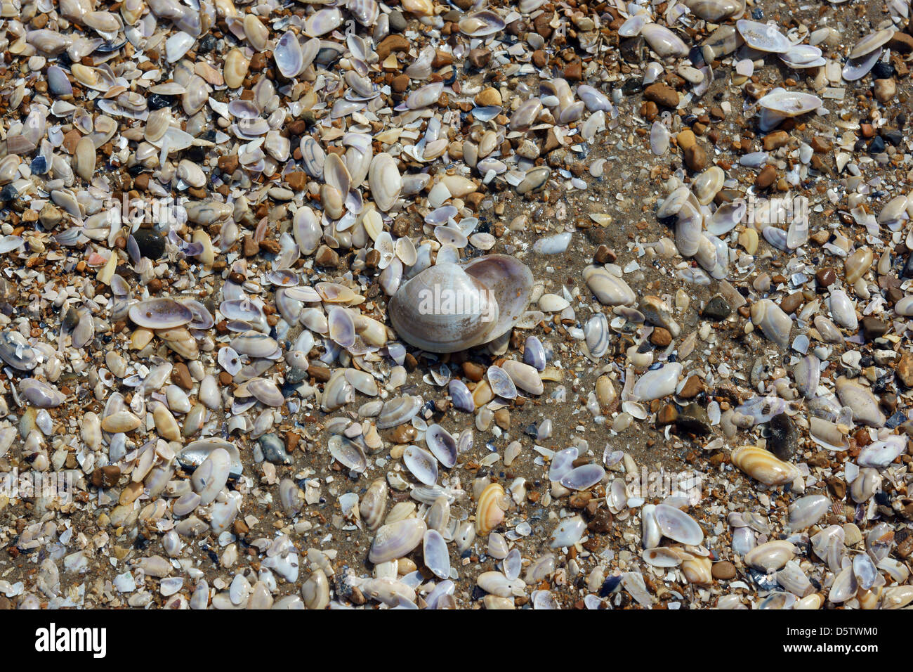 beach sea shell stones washed up sand mud sea front Stock Photo - Alamy