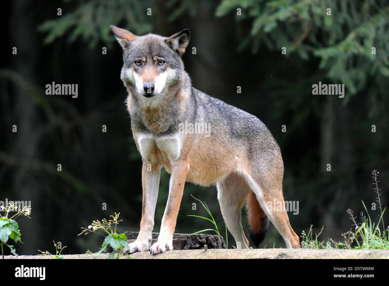 Wolf Lena explores her new enclosure at the wilderness park in Eekholt ...