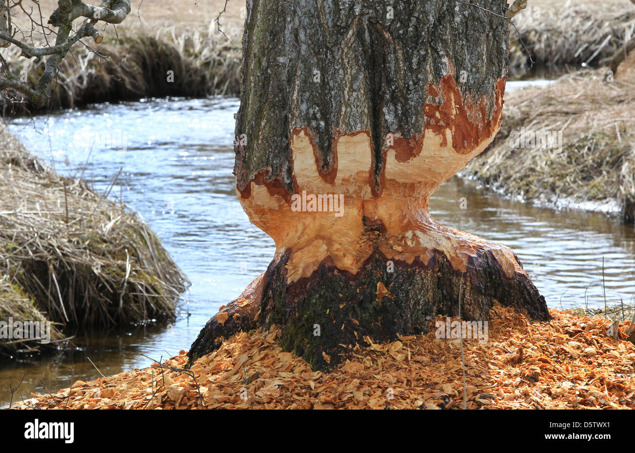 Gnawed off tree hi-res stock photography and images - Alamy