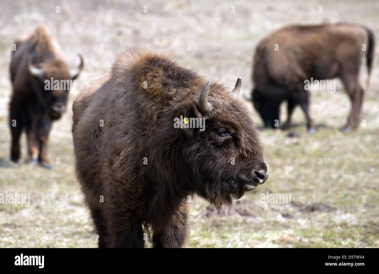 European bison stand on a field in Unteres Odertal National Park in ...