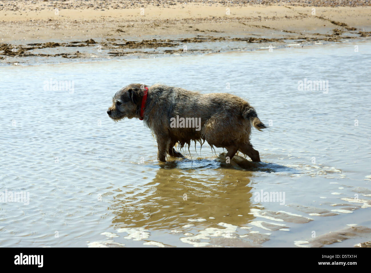 dog old border terrier sandy beach water tide waves coming in dog ...