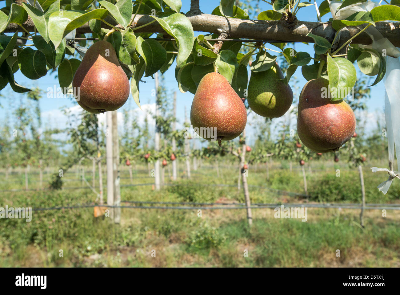 Pears growing on a tree in an orchard in Rancagua, Chile Stock Photo ...