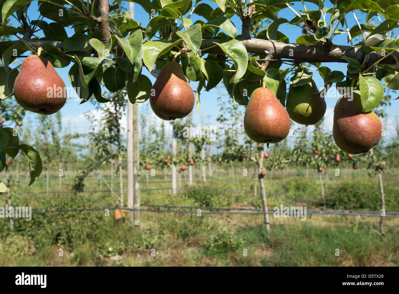 Pears in an orchard hi-res stock photography and images - Alamy
