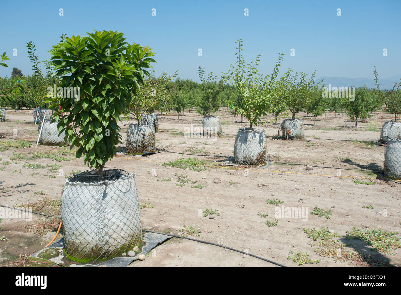 Fruit growing on a tree in an orchard in Rancagua, Chile Stock Photo ...