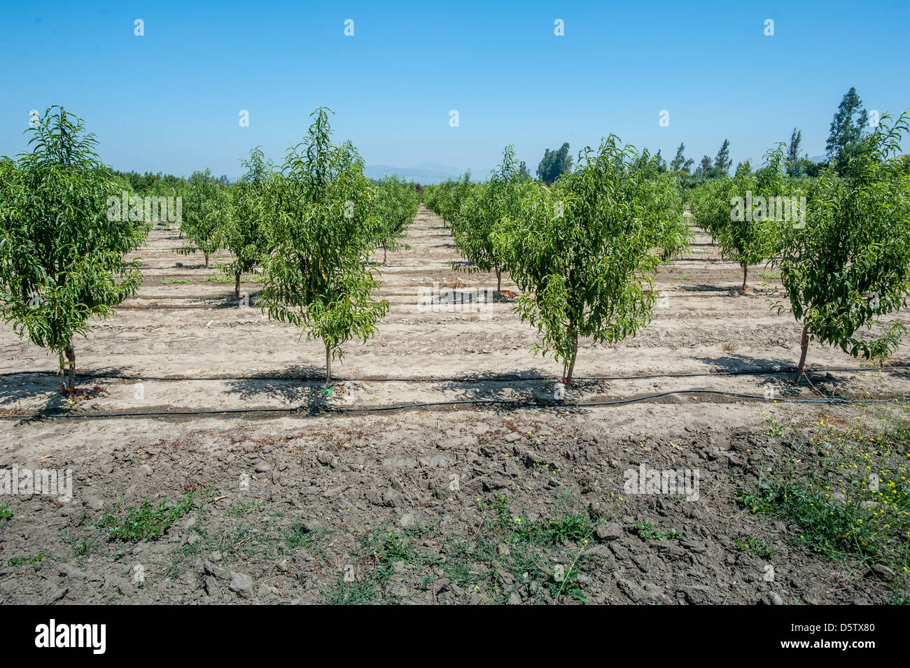 Cherry trees in an orchard in Rancagua, Chile Stock Photo - Alamy