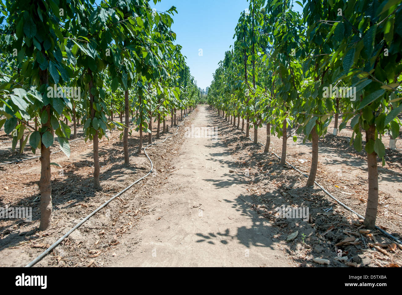 Cherry trees in an orchard in Rancagua, Chile Stock Photo - Alamy