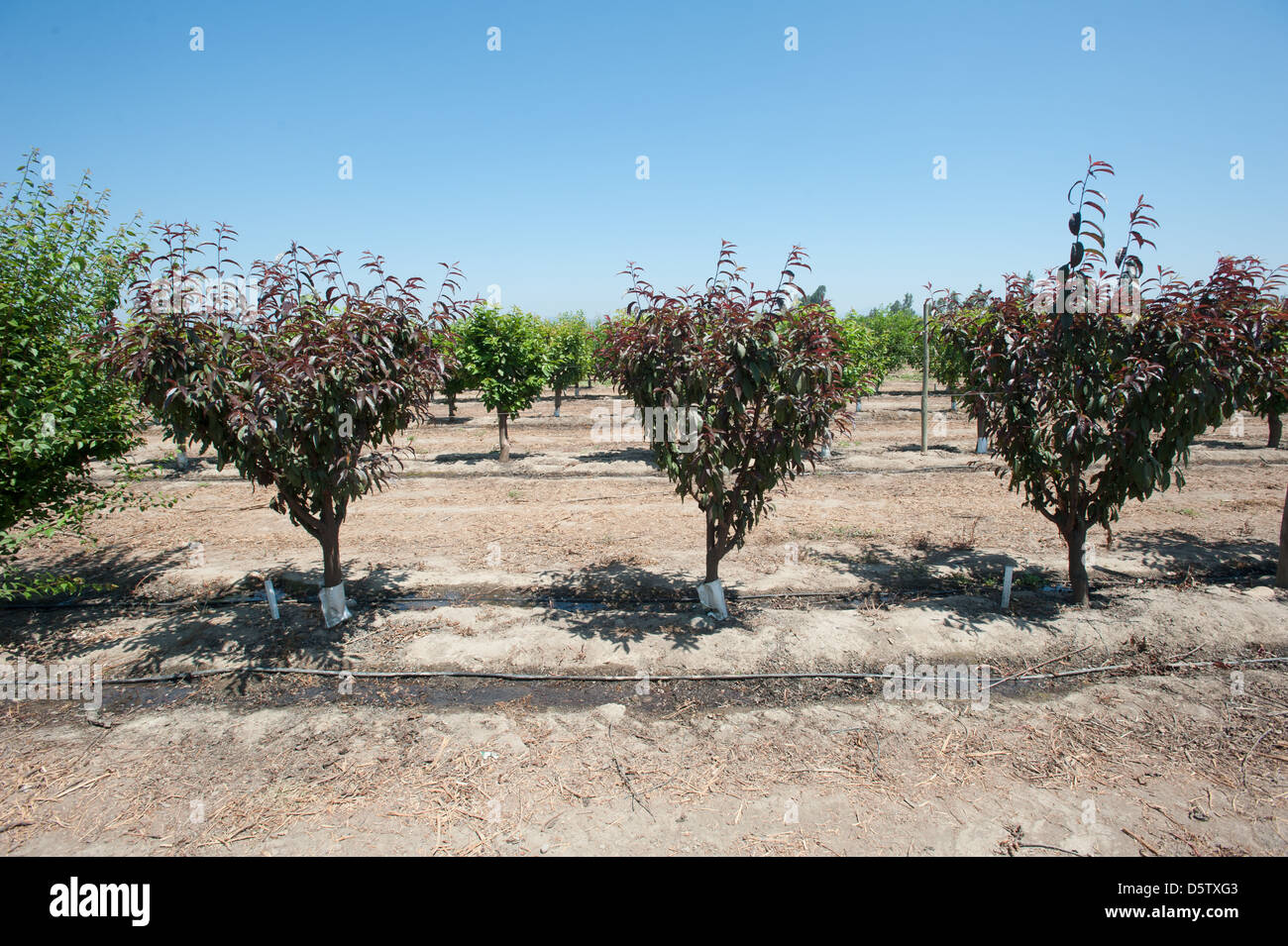 Cherry trees in an orchard in Rancagua, Chile Stock Photo - Alamy