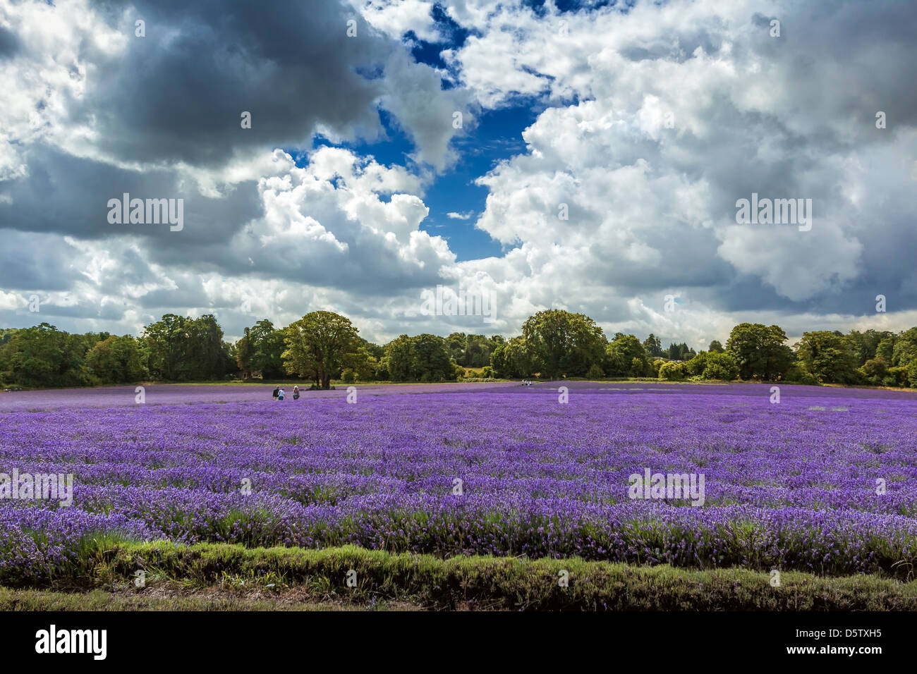 Lavender field uk hi-res stock photography and images - Alamy