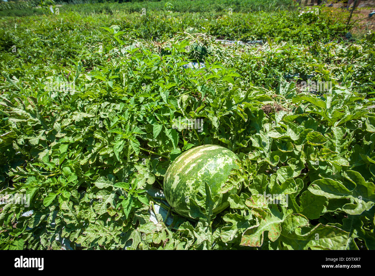 Watermelon growing on a fruit farm in Chile, South America Stock Photo ...