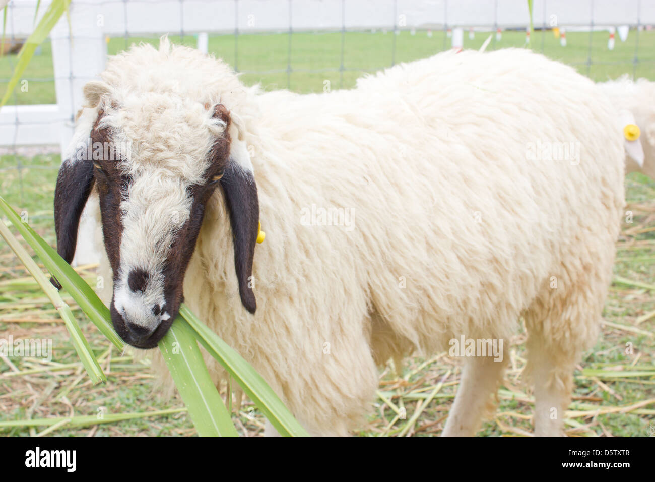 Close up sheep hi-res stock photography and images - Alamy