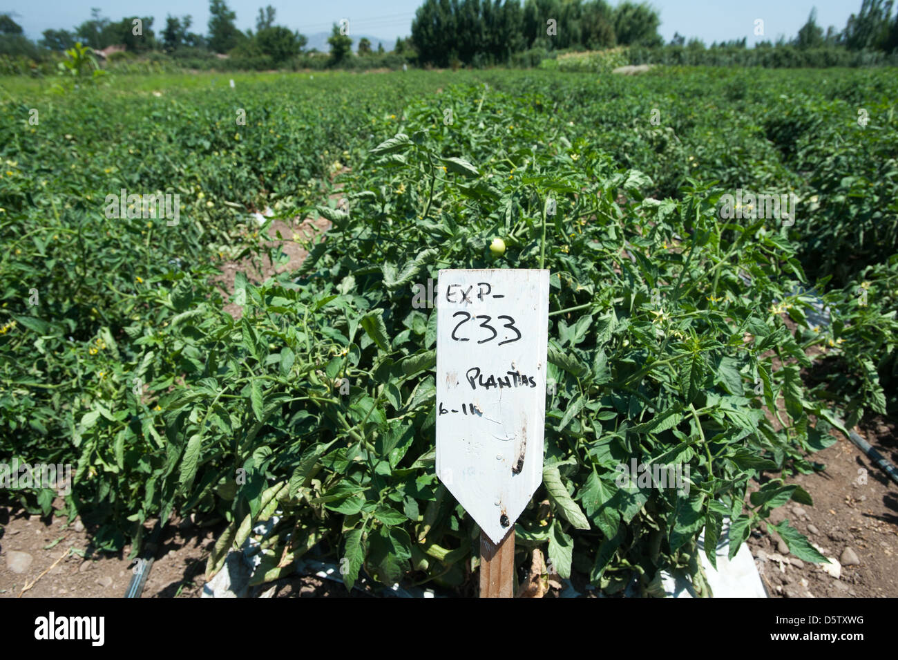 Watermelon crops on a fruit farm in Chile, South America Stock Photo ...