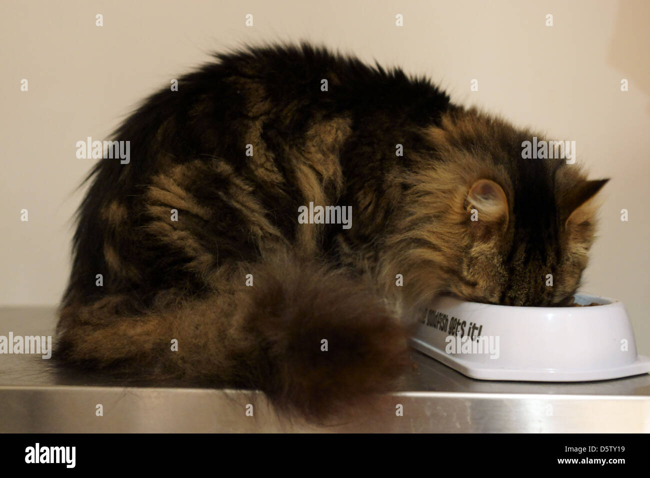 Cat meat hi-res stock photography and images - Alamy