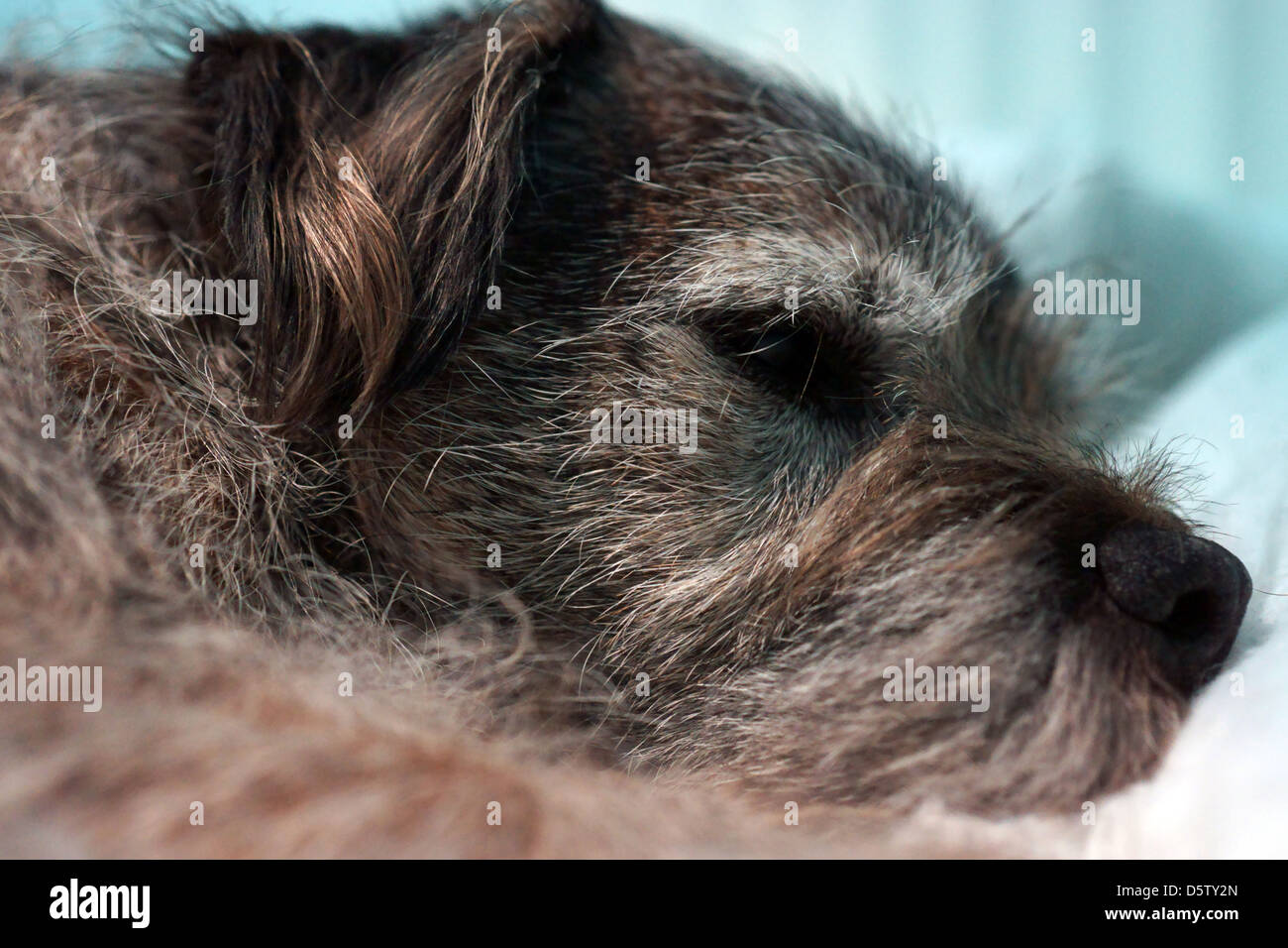 dog border terrier sleeping one eye winking Stock Photo - Alamy