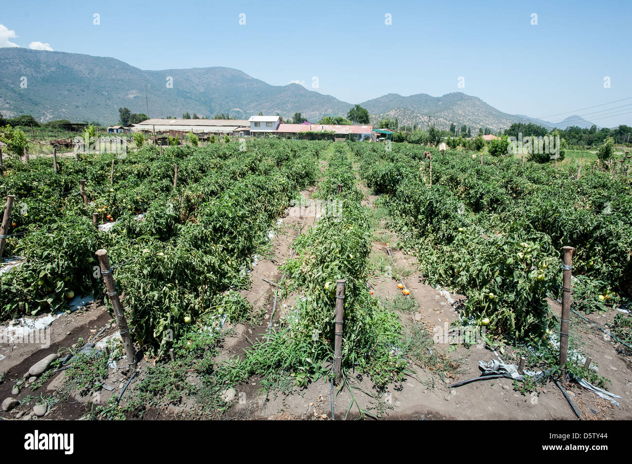 Tomato plants staked on a fruit farm in Chile, South America Stock ...