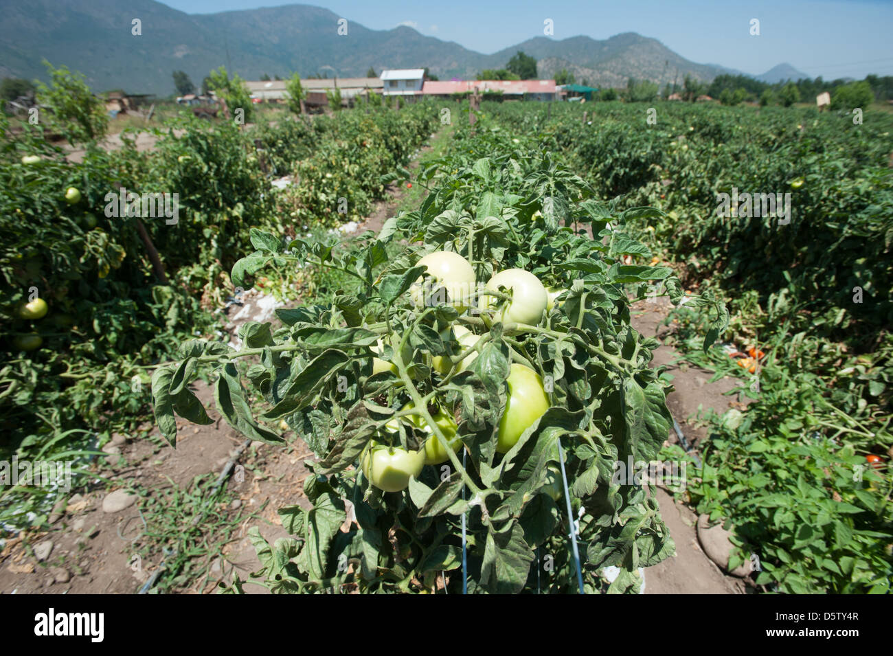 Field of tomato plants hi-res stock photography and images - Alamy