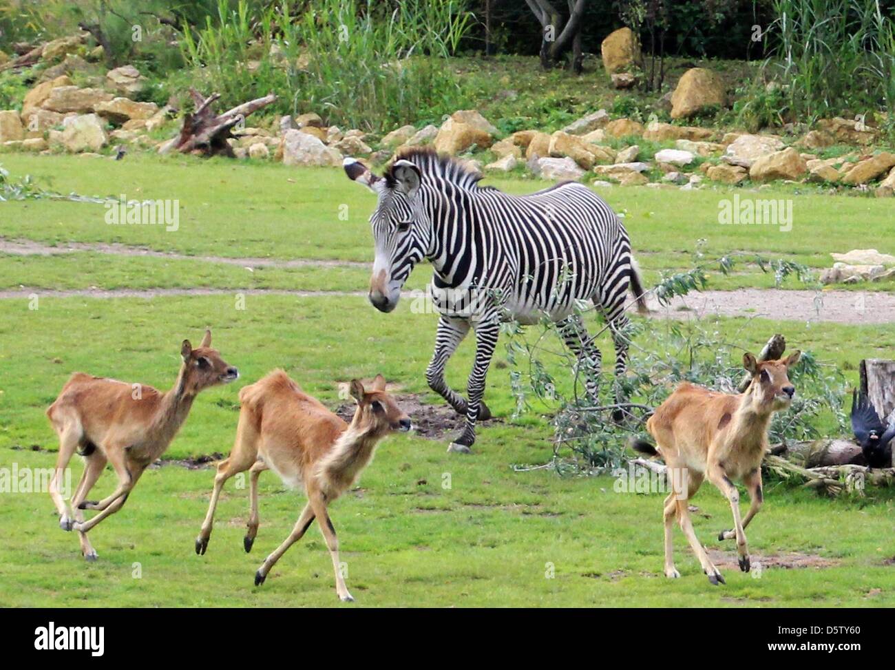 HANDOUT - A handout file dated 24 September 2012 shows three Nile ...