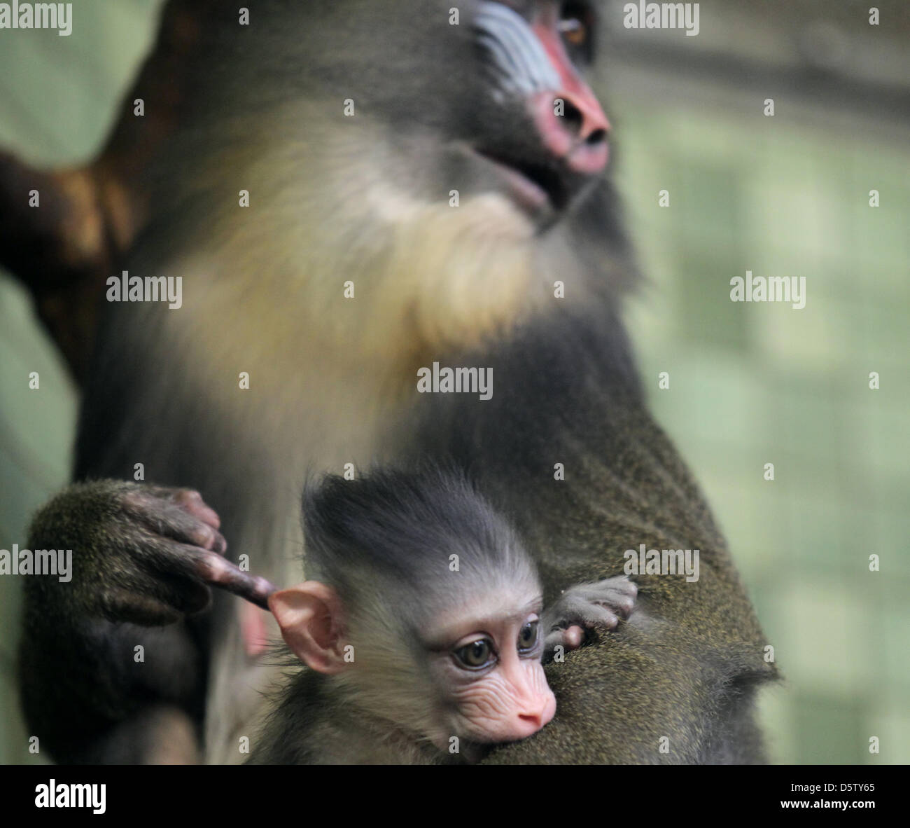 Baby Mandrill Aaron holds on to his mother Sandra at the tropical ...