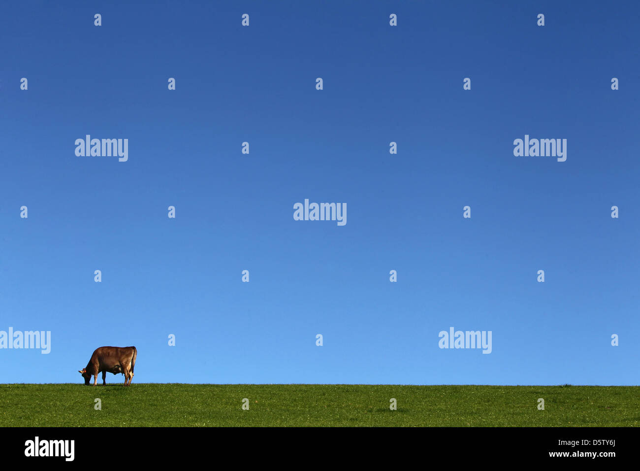 A clear blue sky is visible above a cow pasture near Maierhoefen ...