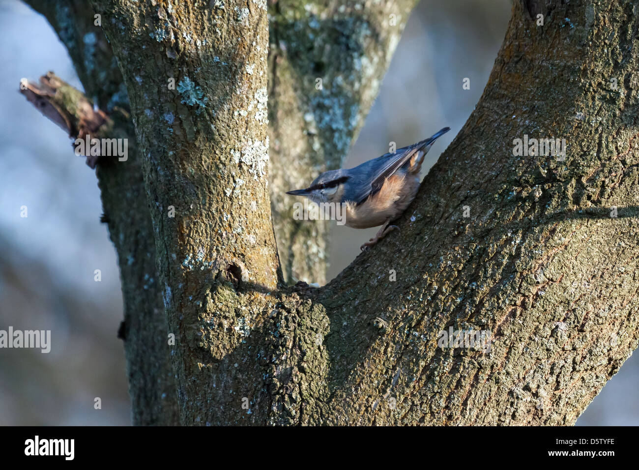 Nuthatch perched on a tree near Weir Wood Reservoir Stock Photo - Alamy
