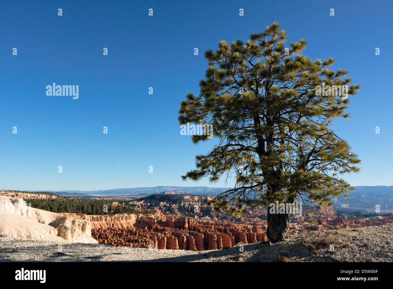 Lone pine tree bryce canyon national park hi-res stock photography and ...