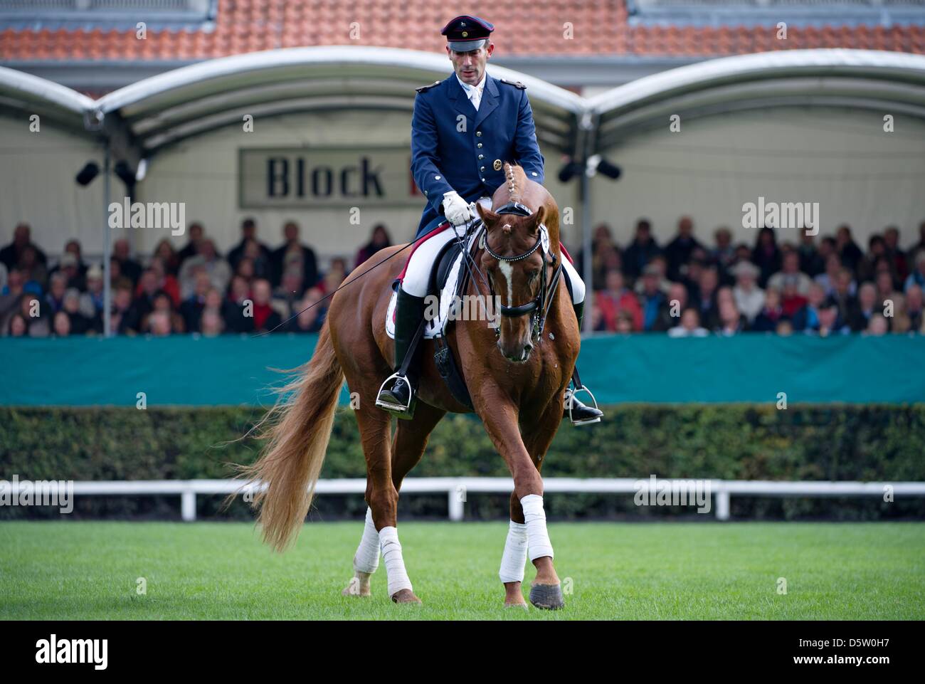 A young stallion is presented during the parade of stallions at the ...