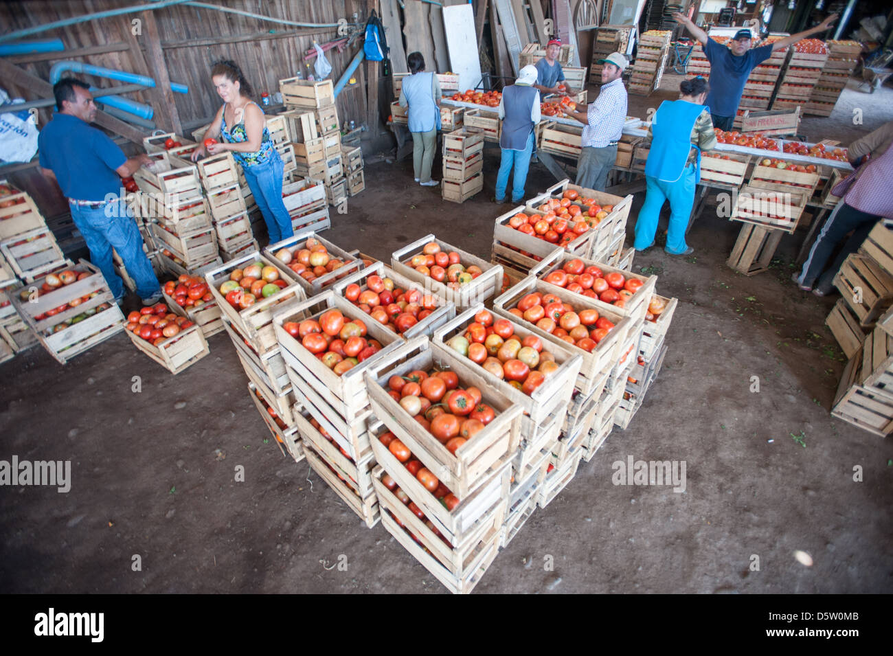 Tomato production and sorting on a tomato farm in Rancagua, Chile Stock ...