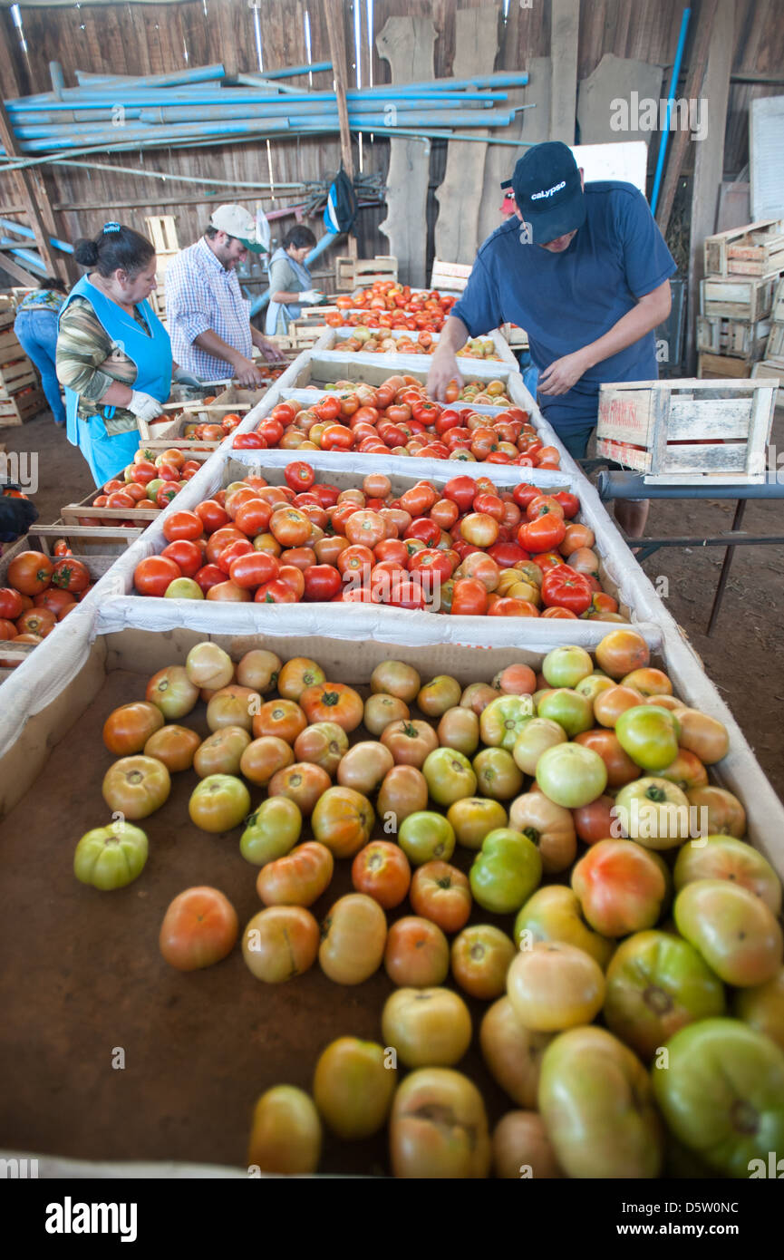 Tomato production and sorting on a tomato farm in Rancagua, Chile Stock ...