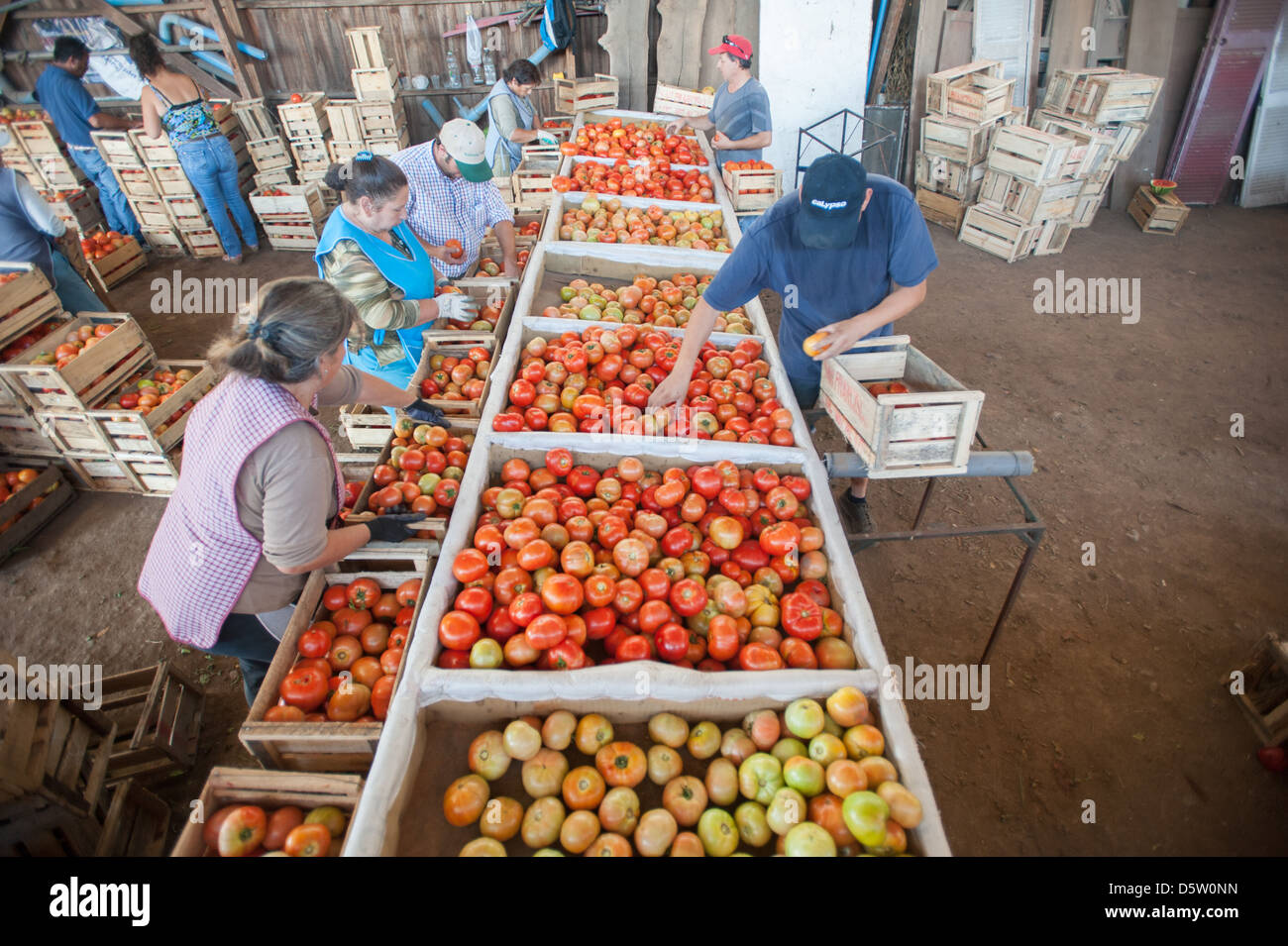 Tomato production and sorting on a tomato farm in Rancagua, Chile Stock ...