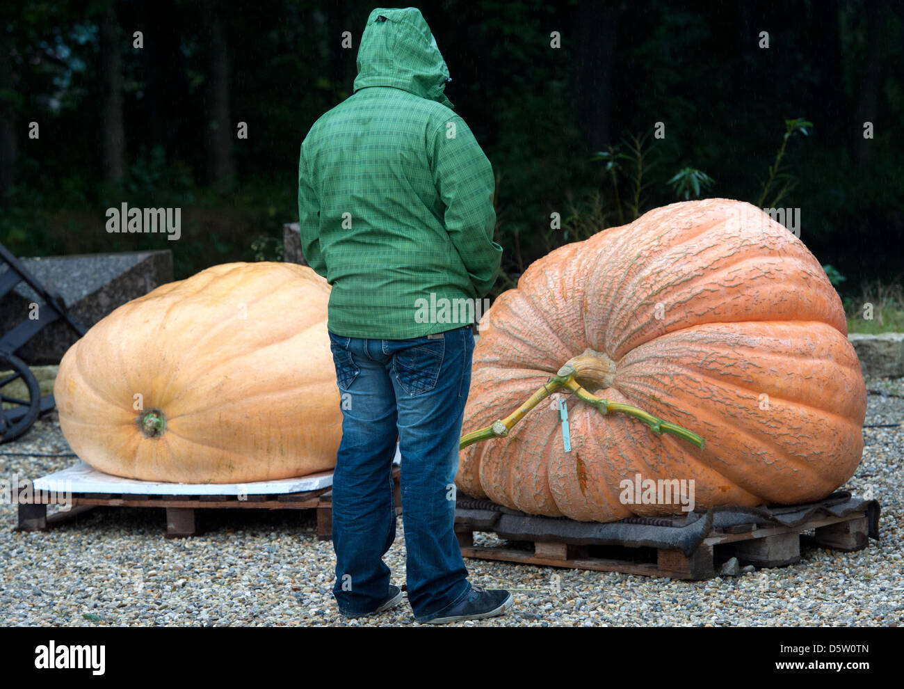 Arlantic Giant pumpkins are presented during the 1st Bavarian Pumpkin ...