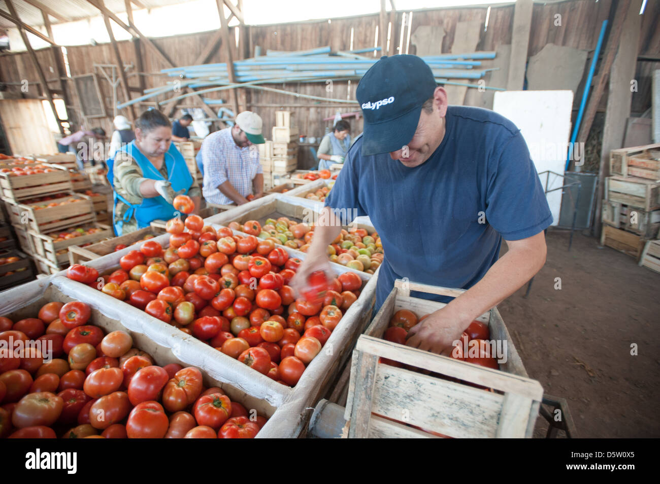 Tomato production and sorting on a tomato farm in Rancagua, Chile Stock ...