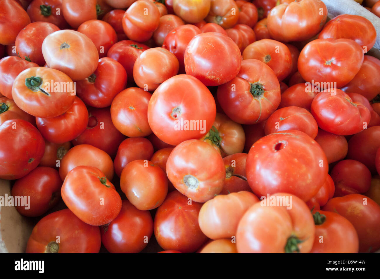 Tomato production and sorting on a tomato farm in Rancagua, Chile Stock ...