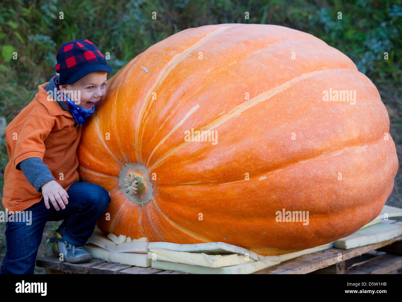 A child looks at giant pumpkin at the pumpkin weighing in Fuerstenwalde ...