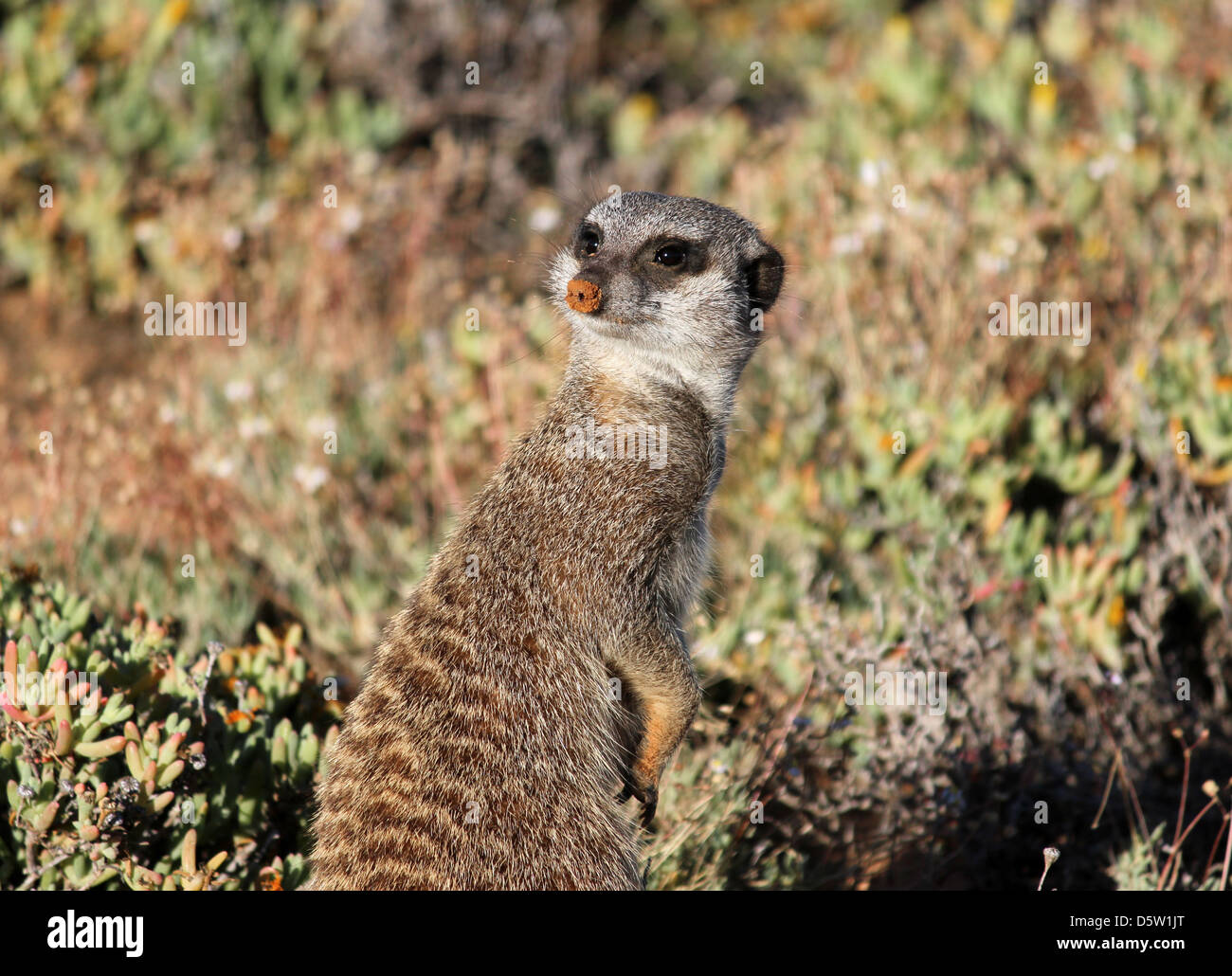 Little karoo south africa hi-res stock photography and images - Alamy
